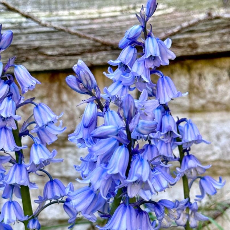 Late Spring in England – IN THE BOOMER PIGEON HOLE?