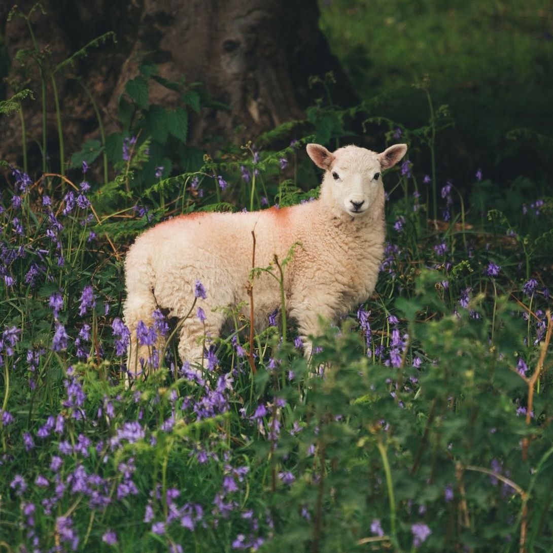 Late Spring in England – IN THE BOOMER PIGEON HOLE?